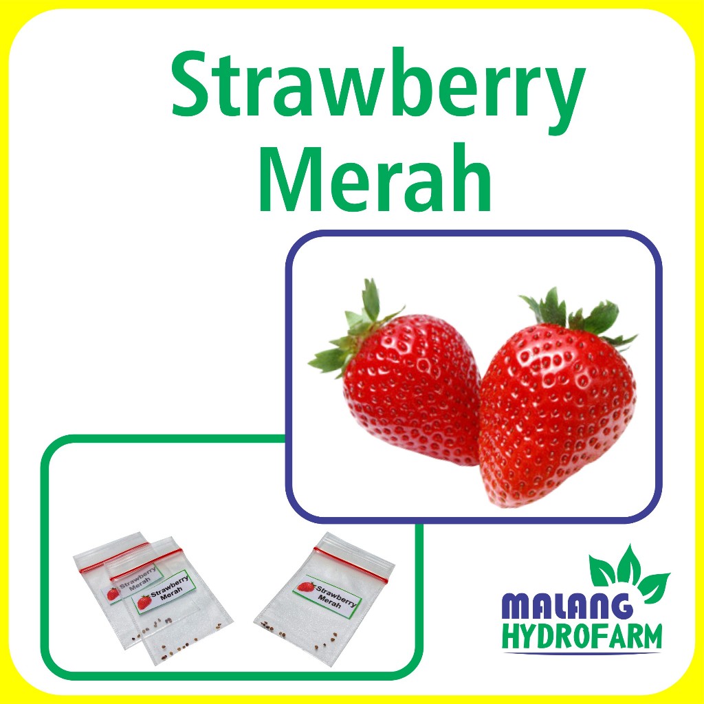 Jual Benih Strawberry Merah Unggulan Berkualitas biji bibit repack ...