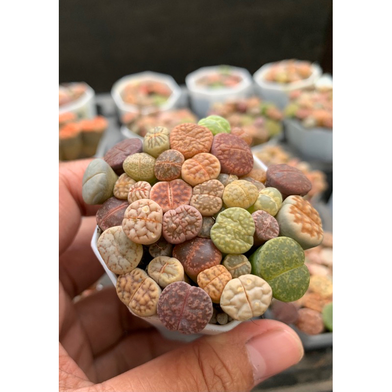 Jual Lithops/Batu Hidup/Living Stone (Diameter 2-3cm) | Shopee Indonesia