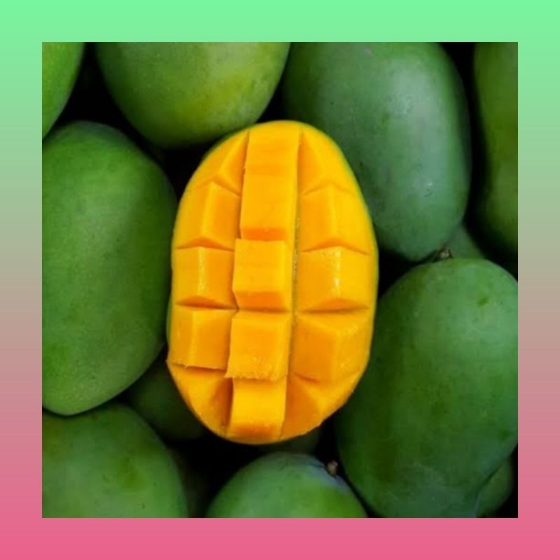 Jual Buah Mangga harum manis segar 1 kg | Mangga harum manis 1 kg fresh ... Jual Buah Mangga harum manis segar 1 kg | Mangga harum manis 1 kg fresh ...