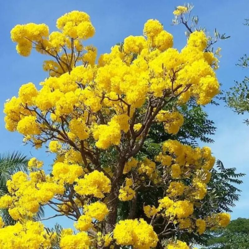 Jual BIBIT BUNGA TABEBUYA KUNING TINGGI 1.2 - 1.5M | Shopee Indonesia