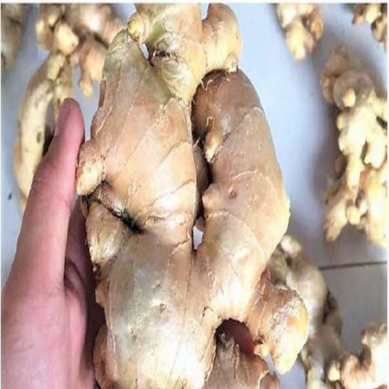 Jual JAHE GAJAH SUPER 1 KG/JAHE PUTIH BERSIH (TIDAK KOTOR) | Shopee ...