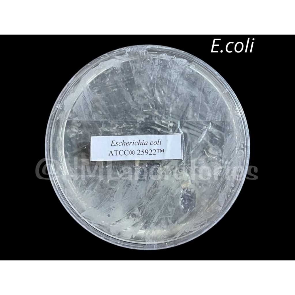 Jual Kultur Bakteri Escherichia coli ATCC® 25922 – Siap Pakai | Shopee ...