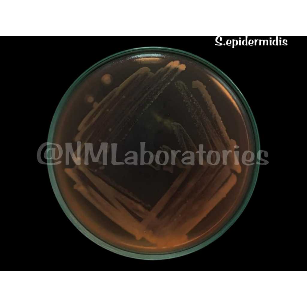 Jual Isolat bakteri Staphylococcus epidermidis - S.epidermidis (Media ...