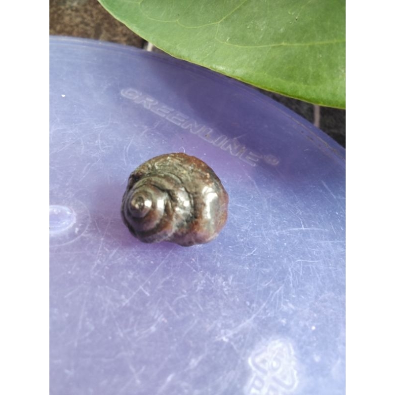 Jual Kiong bntt | Shopee Indonesia