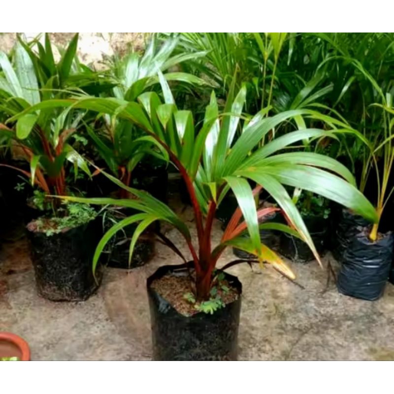 Jual Tanaman pohon bunga palem botol Merah | Shopee Indonesia