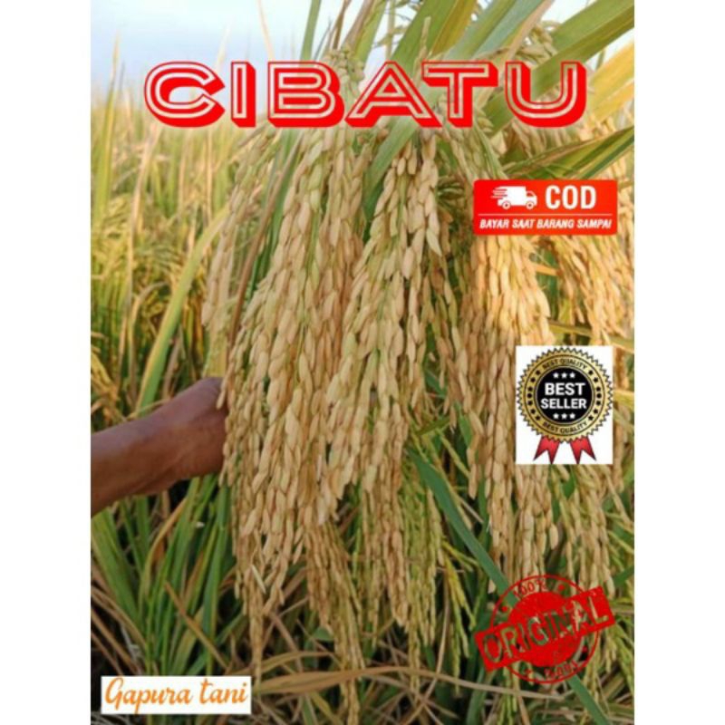 Jual Benih padi unggul cibatu 06 kemasan 1kg | Shopee Indonesia