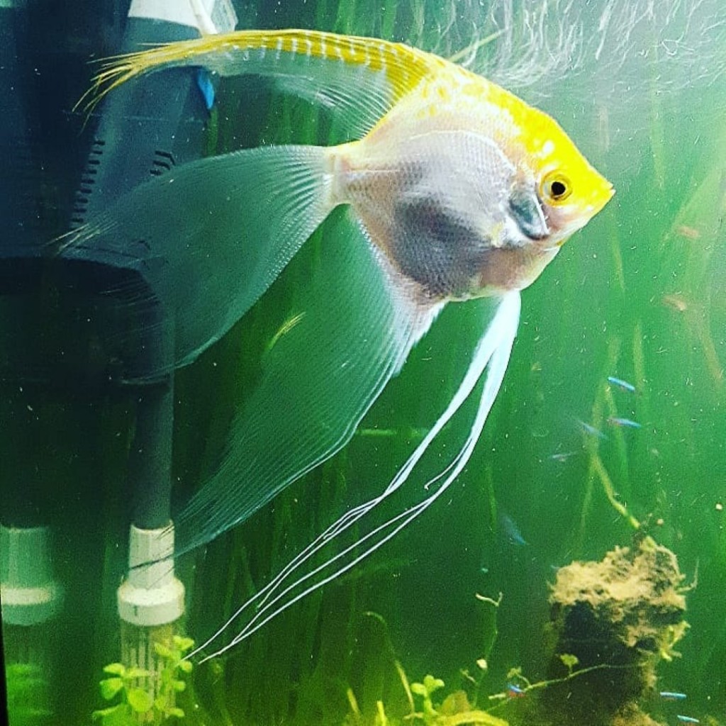 Jual ikan hias manfish golden slayer ekor panjang size kecil 3 - 4 cm ...