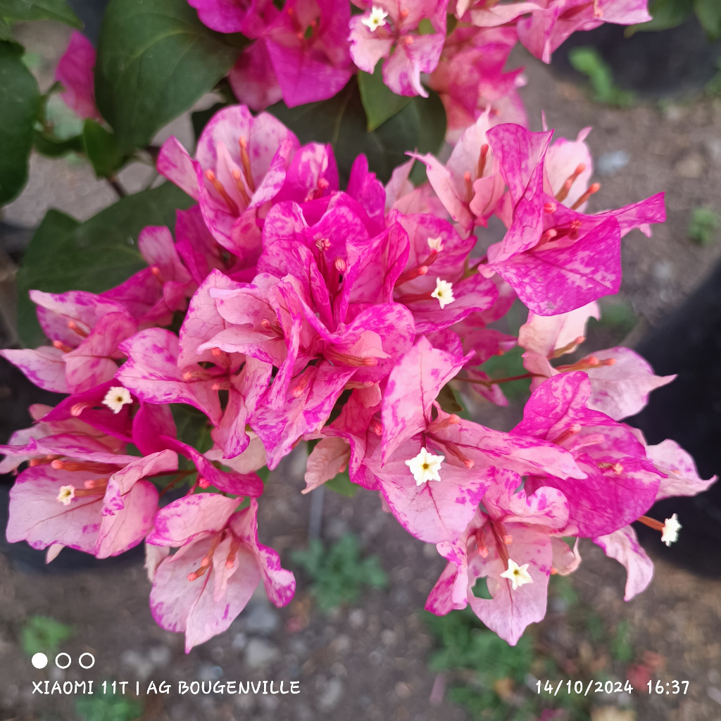 Jual BUNGA BOUGENVILLE - ARJUNA ORI | Shopee Indonesia