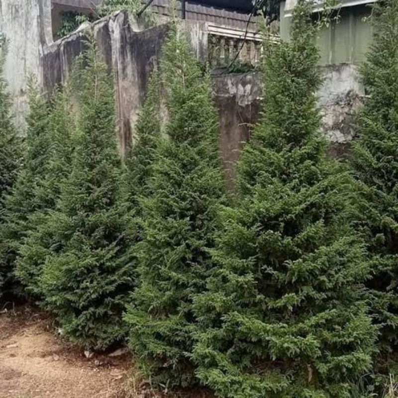 Jual pohoon cemara natal cemara pua-pua tinggi 200cm | Shopee Indonesia
