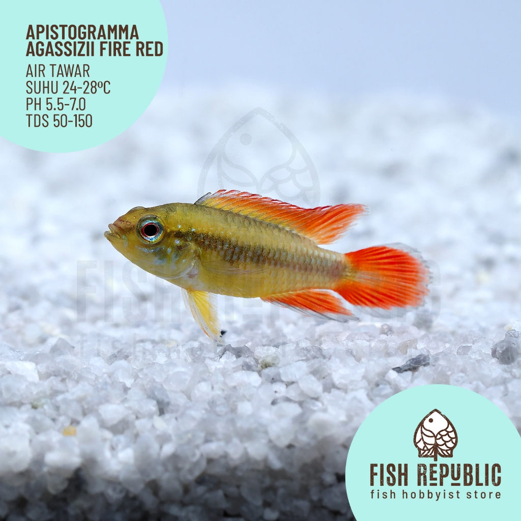 Jual Apistogramma agassizii Fire Red Ikan Hias Air Tawar | Shopee Indonesia