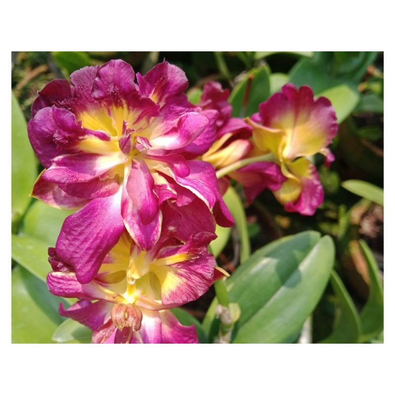 Jual Anggrek Dendrobium Mawar Merah IVD | Shopee Indonesia