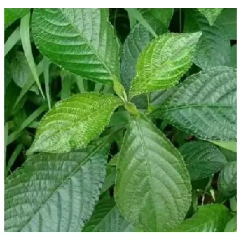 Jual daun keji beling segar 1kg | Shopee Indonesia