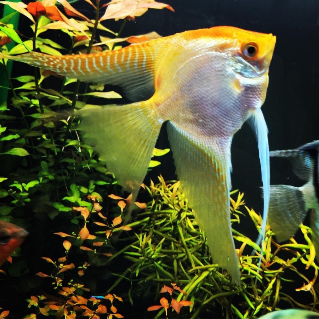 Jual ikan hias manfish golden ekor panjang slayer kuning ukuran ...