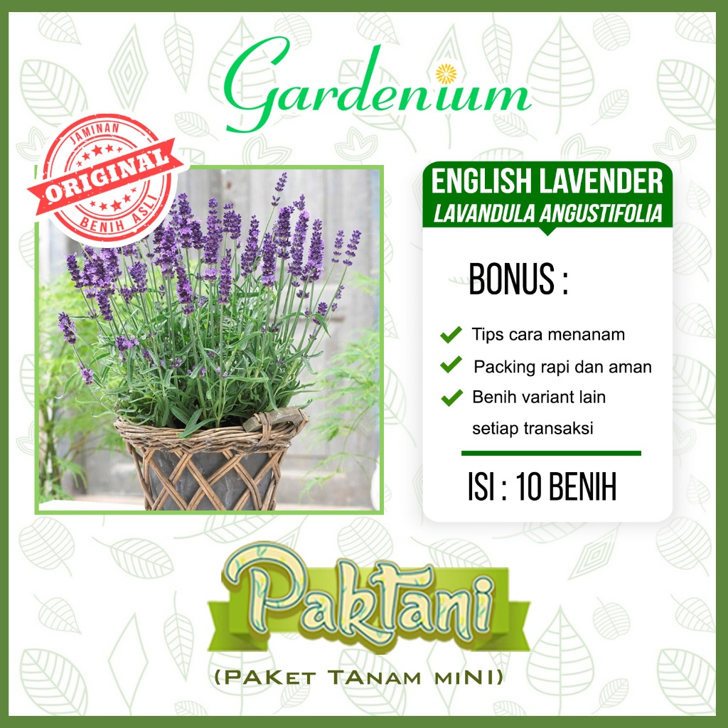 Jual 10 Benih Bunga English Lavender Tanaman Bunga Paktani | Shopee ...