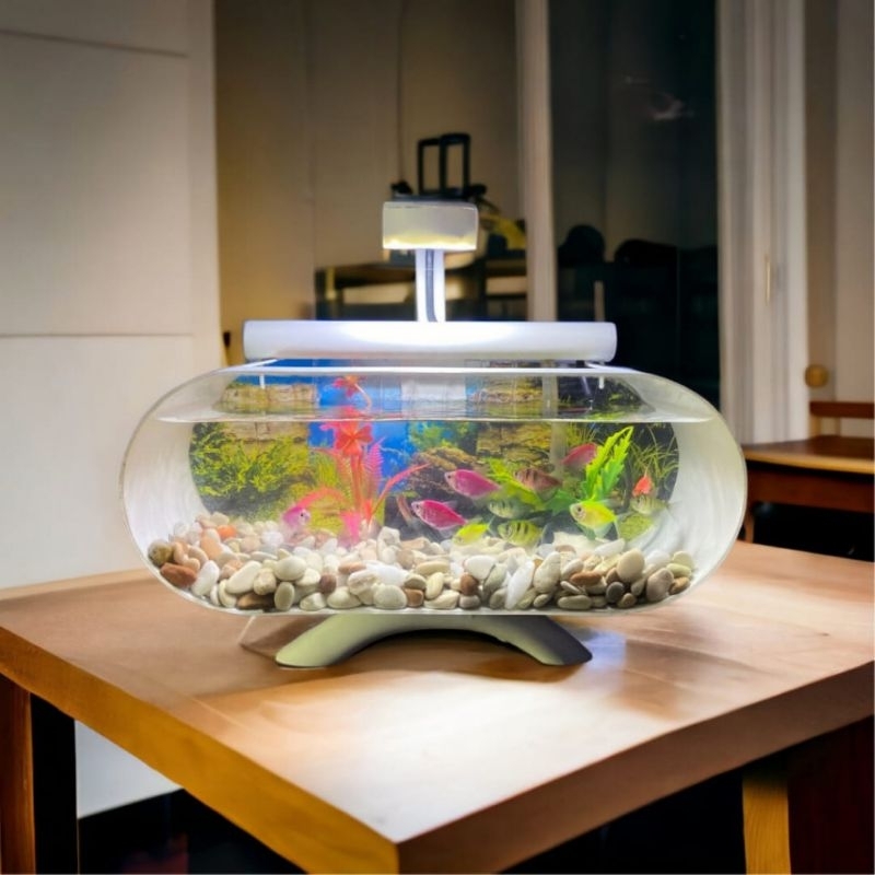 Jual Aquarium minimalis full set aesthetic ikan cupang | Shopee Indonesia