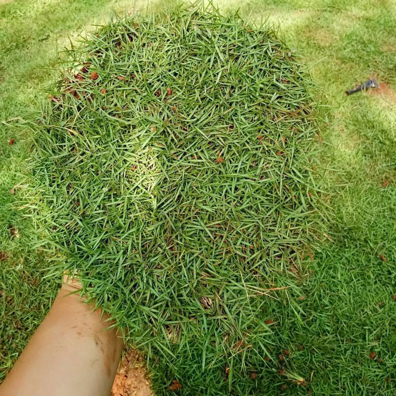 Jual Rumput Peking Per 1 Meter 100 × 100 Cm ( 30 Lempeng ) - Rumput ...
