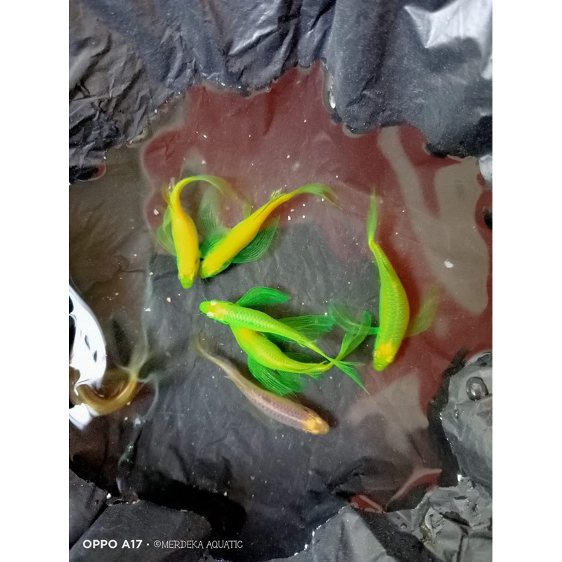 Jual dekorasi aquarium danio hijau slayer ukuran remaja grid A 10ekor ...