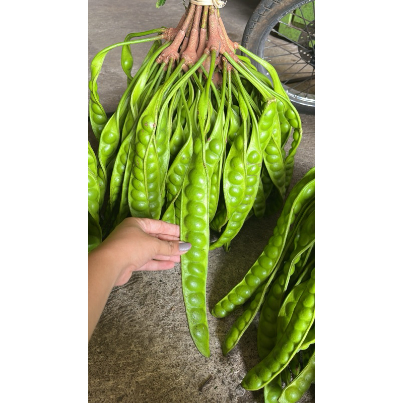 Jual PETE PADI BOYOLALI (RASA MANIS) FRESS PETIKAN BARU | Shopee Indonesia