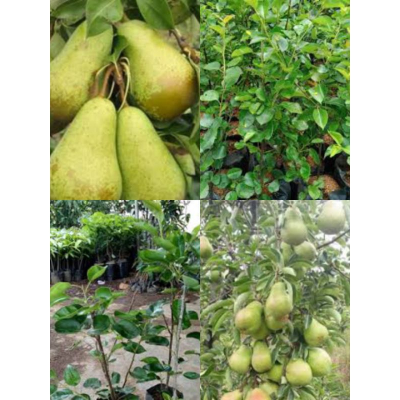 Jual Promo Bibir tanaman buah pir original siap tanam | Shopee Indonesia