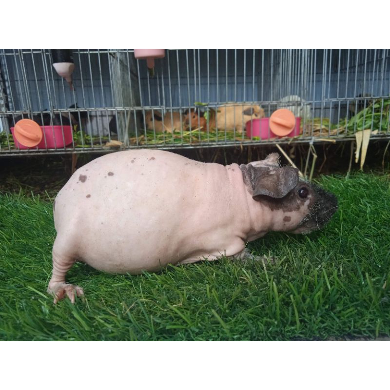 Jual guinea pig skinny marmut hias | Shopee Indonesia