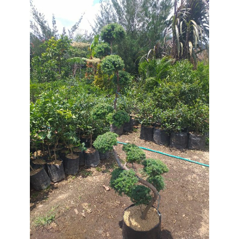 Jual tanaman hias cemara halus, tanaman cemara embun sudah berbentuk ...