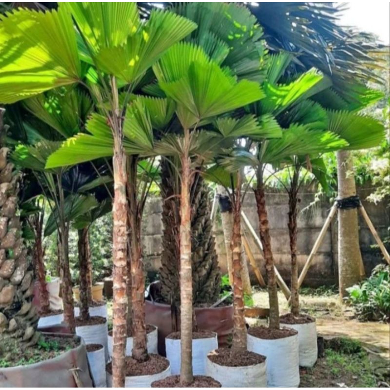 Jual Tanaman palem kol, tinggi 2 meter//pohon palem kipas | Shopee ...