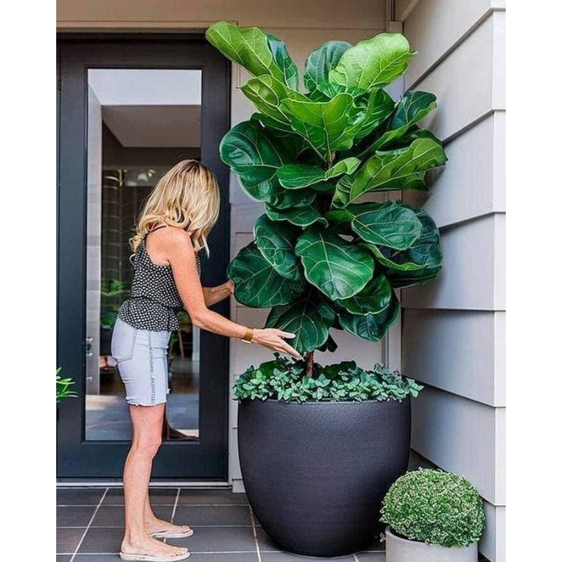 Jual Tanaman peneduh tinggi 1 meter lebih+ketapang biola cantik+daun ...