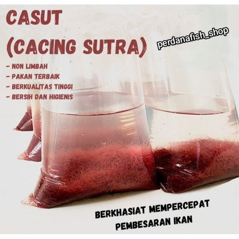 Jual CASUT (CACING SUTRA) Bersih asli alam siap kasih makan ikn cupang ...
