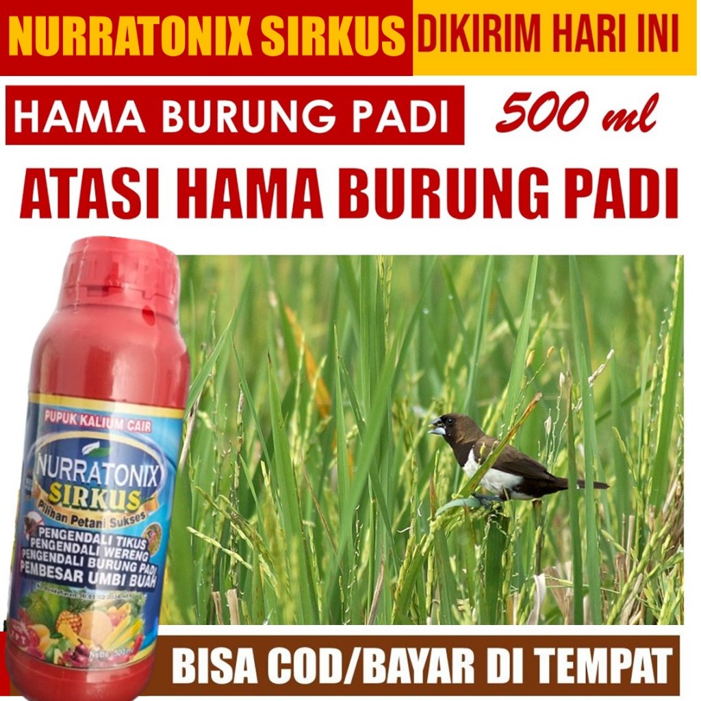 Jual REKOMENDED Obat Pembasmi Hama Burung Pipit/Piyik/Emprit ...
