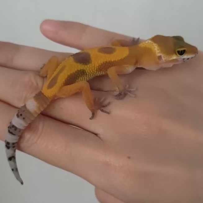 Jual Custom Gecko SHTCT ( TANG 24-6 ) | Shopee Indonesia