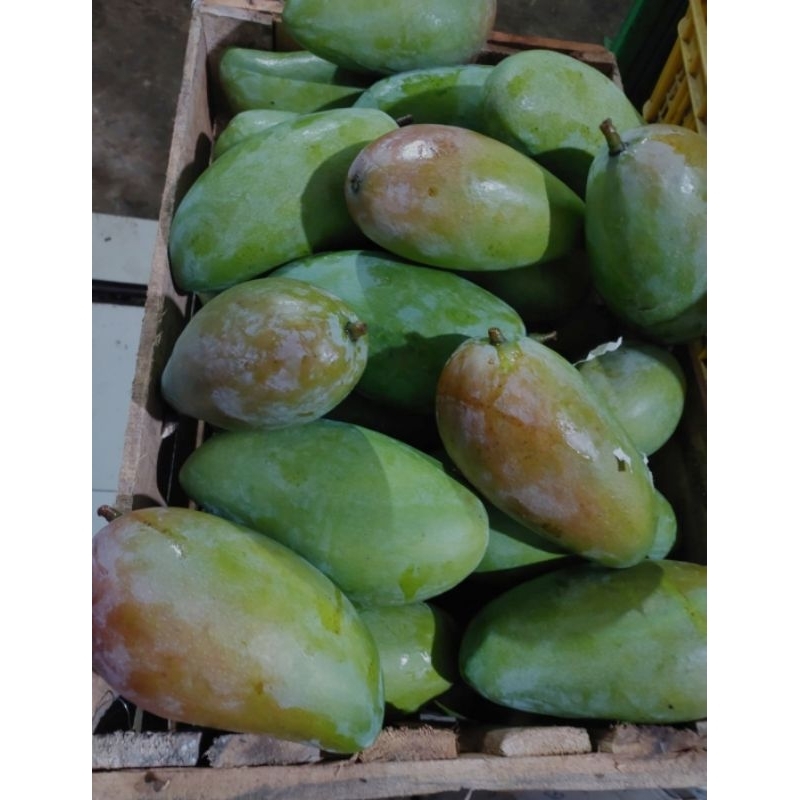 Jual Mangga Kiojay harga per 1kg | Shopee Indonesia