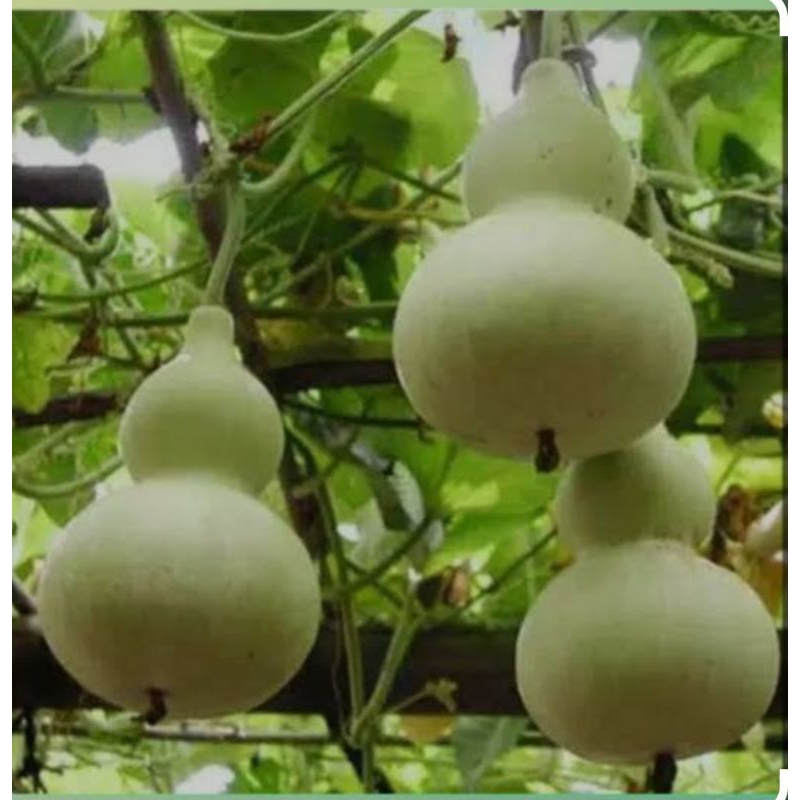 Jual biji benih tanaman sayur labu kendi (2 seed) | Shopee Indonesia
