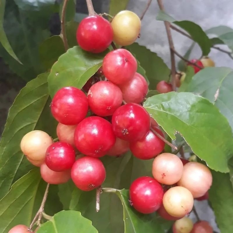 Jual buah lobi lobi segar cocok buwat ngerujak 500grm | Shopee Indonesia