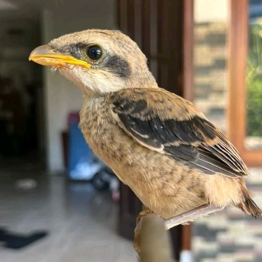 Jual BURUNG PENTET ANAK TROTOLAN JANTAN JATIM | Shopee Indonesia