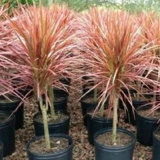 Jual tanaman hias dracena tricolor merah/trecolor merah tinggi 50-60cm ...