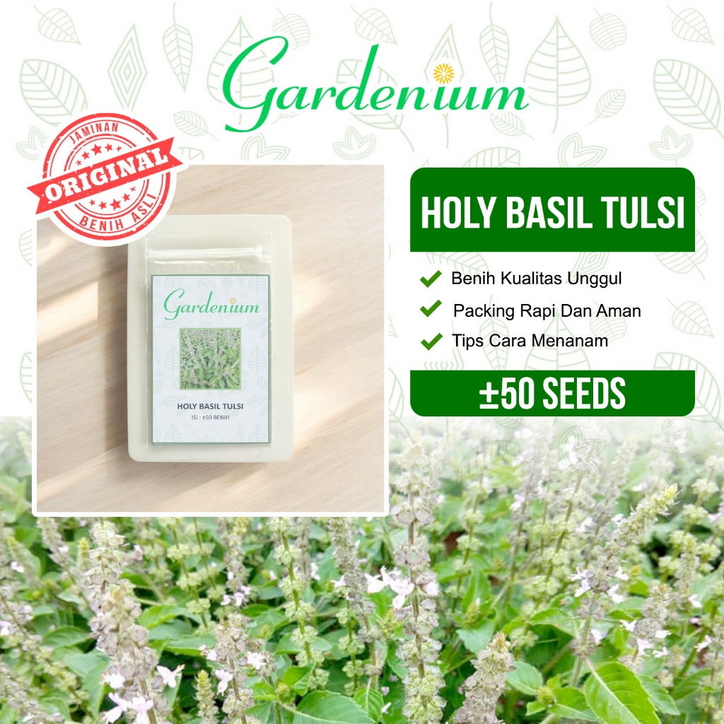 Jual GARDENIUM Benih Holy Basil Tulsi Tanaman Sayuran Herbal | Shopee ...