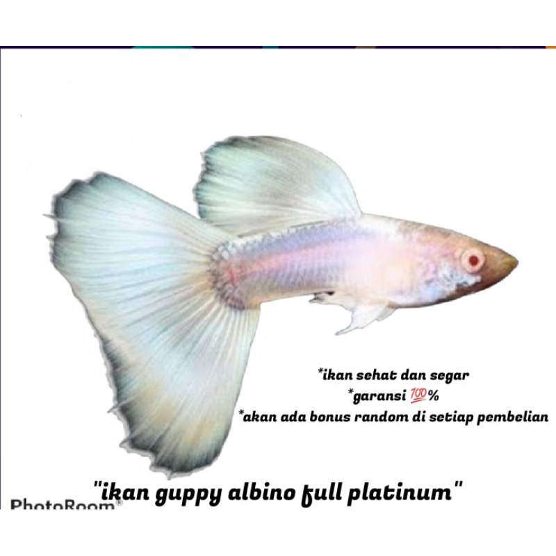 Jual hiasan aquarium ikan guppy albino full platinum / afp | Shopee Indonesia