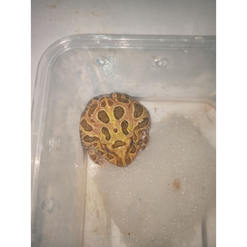 Jual Pacman frog size 6cm | Shopee Indonesia