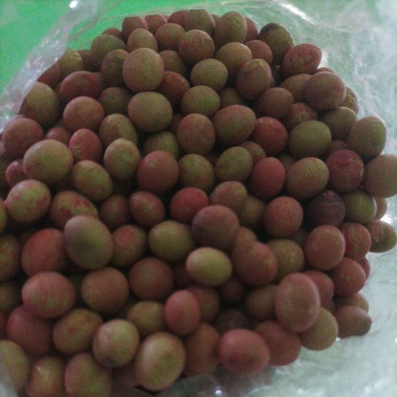 Jual Benih Edamame | Shopee Indonesia