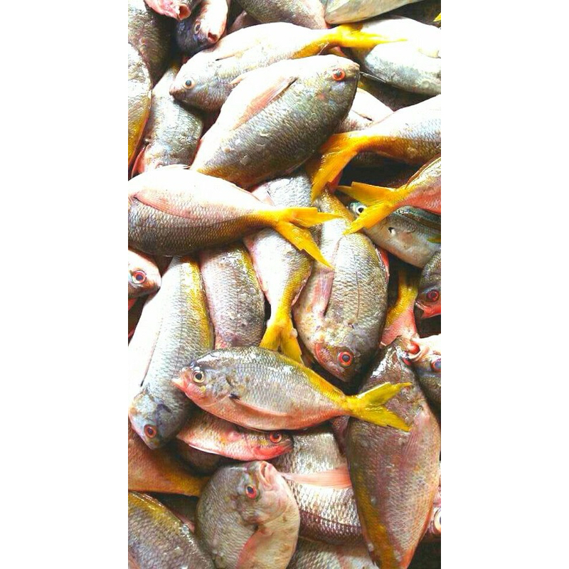 Jual Ikan Rappo-Rappo | Shopee Indonesia