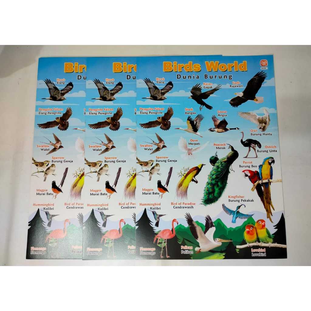Jual Poster Edukasi Anak l Poster Gambar Burung/Birds l Belajar ...