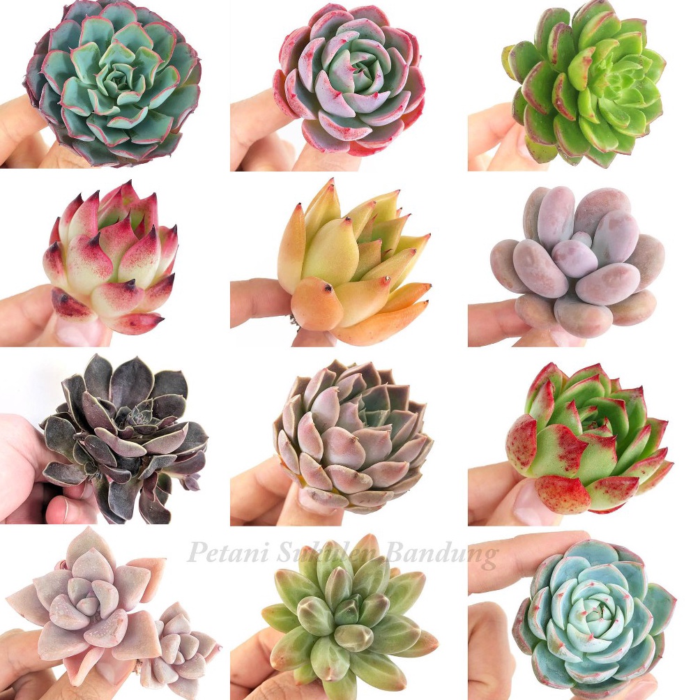 Jual Belanja Nyaman Kaktus Sukulen Mini PILIH jenis GRATIS POT sekulen ...