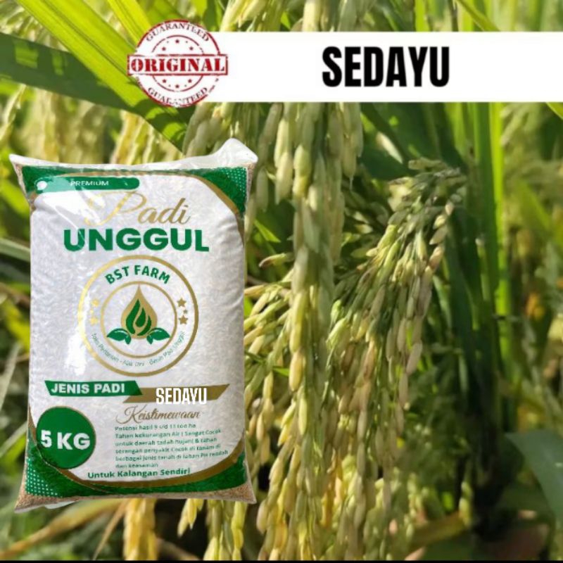 Jual Benih Padi Bibit Padi Sedayu 5kg kualitas Unggul Kemasan 5 Kg ...