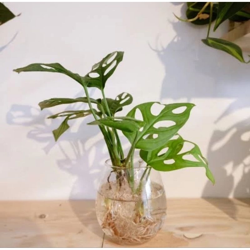 Jual tanaman hias monstera obliqua janda bolong bisa hidup di air ...