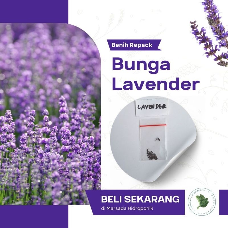 Jual Benih Bibit Bunga Lavender Vera Kemasan Repack | Shopee Indonesia
