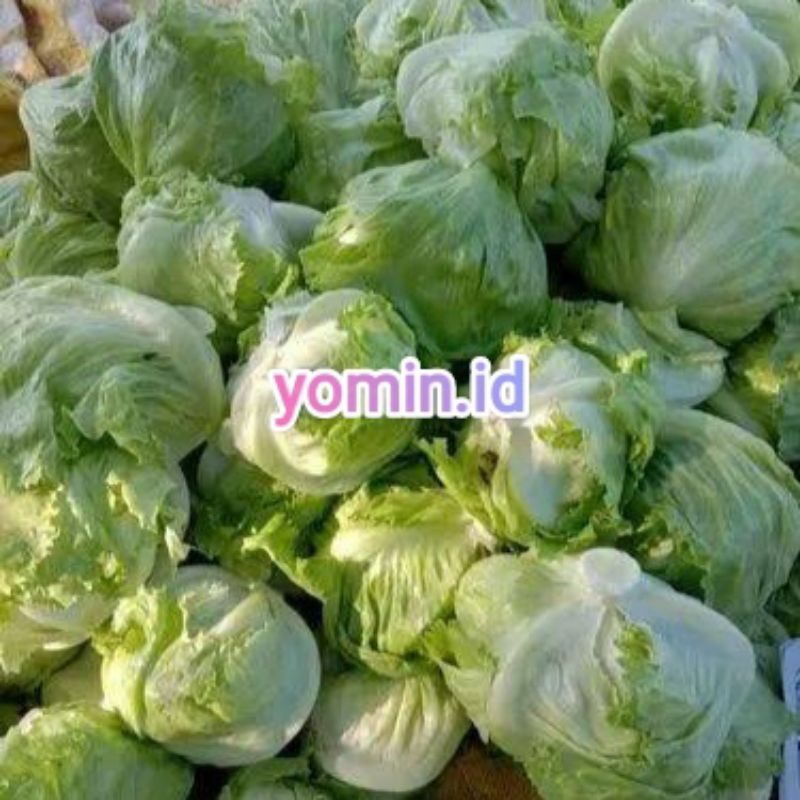 Jual Head Lettuce/ Selada Bulat/ Sayur Selada Bulat | Shopee Indonesia