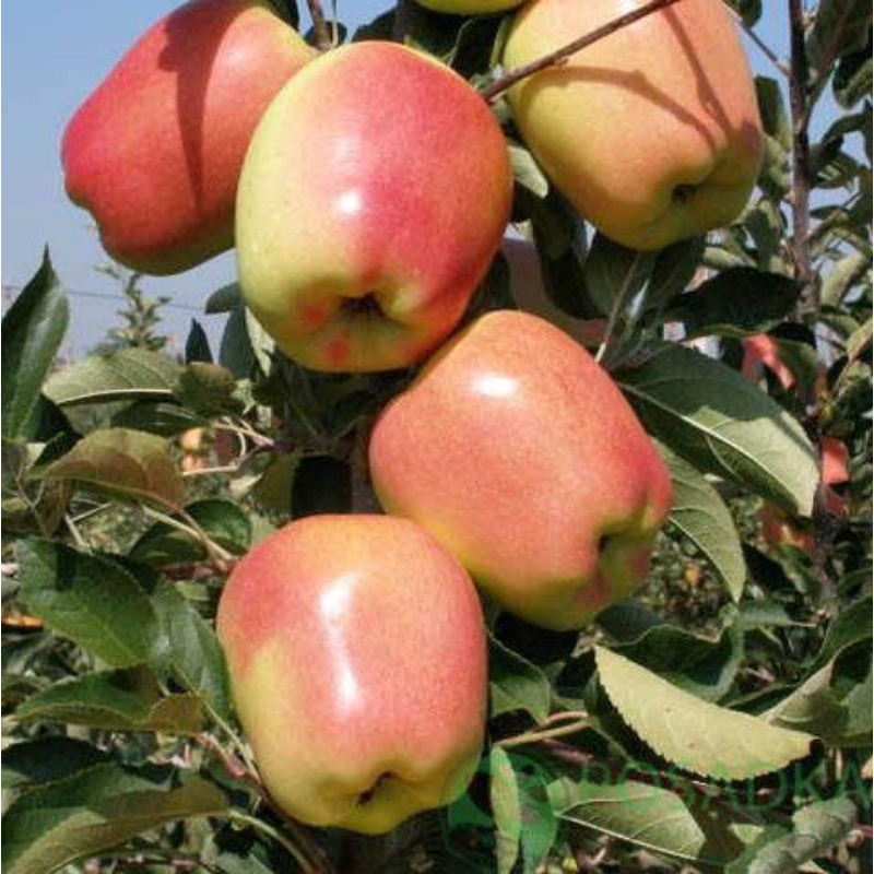 Jual Bibit Buah Apel Impor Unggulan Apel Anna Rasa Buah Manis Segar ...