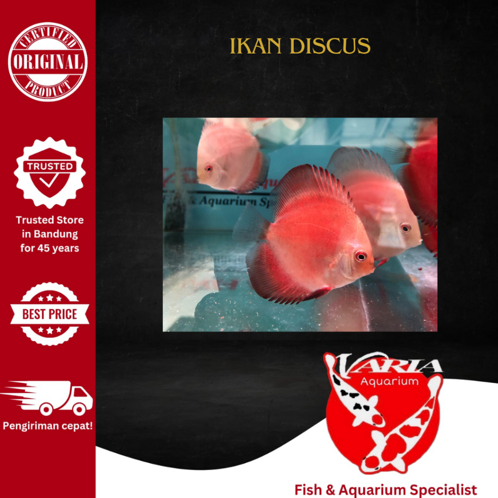 Jual Ikan Hias Discus Red Melon Ikan Hias Aquarium Diskus Red Melon | Shopee Indonesia