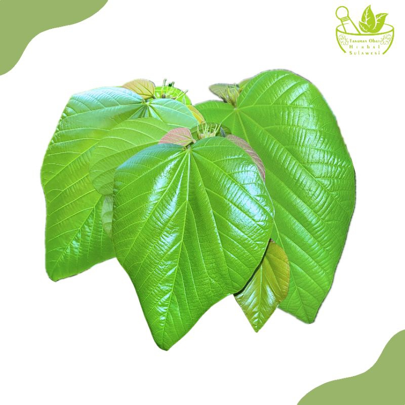 Jual Daun Paliasa Segar (100 Lembar) | Shopee Indonesia