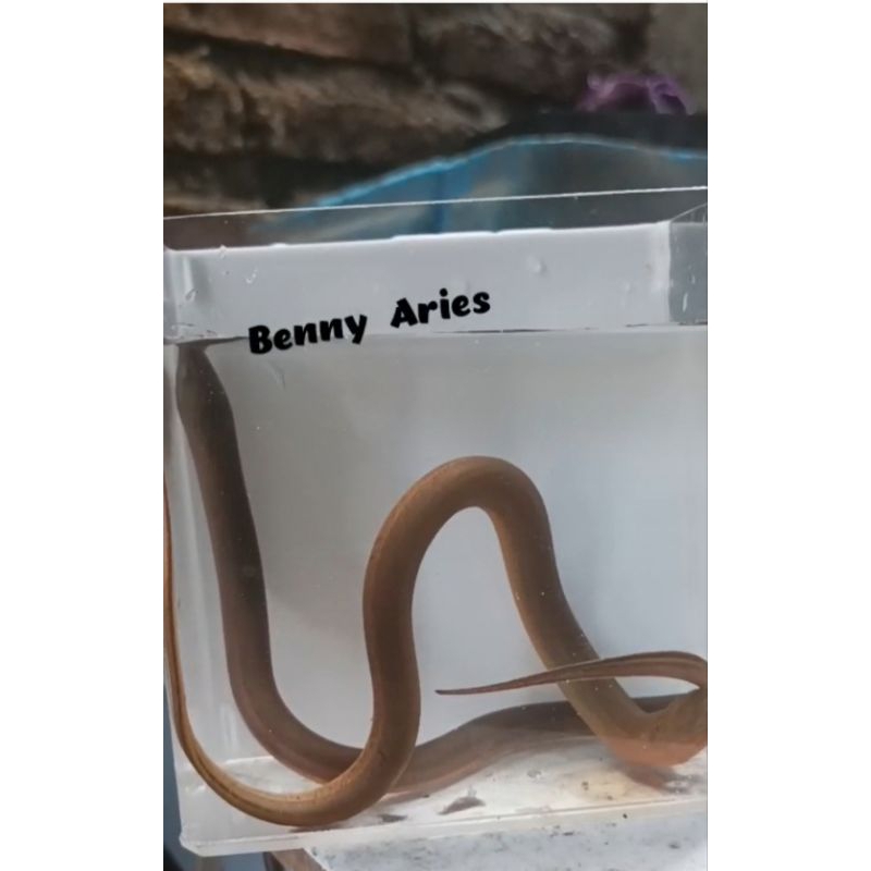 Jual Belut(bibit belut)budi daya | Shopee Indonesia